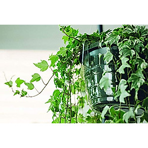 Curtis Wagner Plastics Plant Hanging Basket Drip Pans (5-Pack) - Clear, Round (Diameter = 9" Base, 12" Top, 3.75" Depth) Thin Plastic Indoor Outdoor