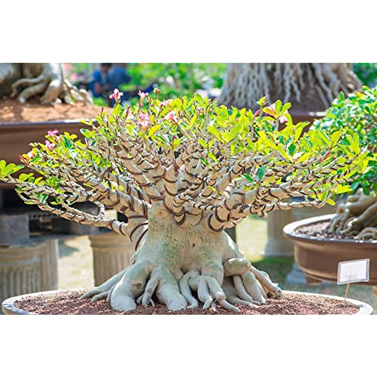 Mixed Color Desert Rose Seeds | Easy to Grow Adenium Obesum - Exotic Bonsai Plant (10 Seeds)