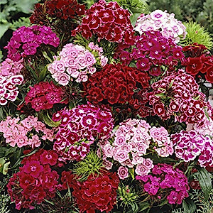 Outsidepride Perennial Dianthus Barbatus Sweet William Wild Flower Mix - 5000 Seeds