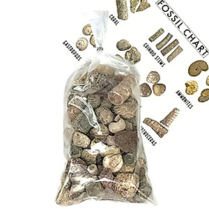 Fossil Mix | Bag of Genuine Fossils | Ammonites Crinoids Brachiopods Orthoceras & More! (1/2LB)