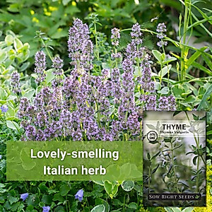 Sow Right Seeds - Thyme Seed for Planting - All Non-GMO Heirloom Thyme Seeds with Full Instructions for Easy Planting and Growing Your Kitchen Herb Garden, Indoor or Outdoor; Great Gift