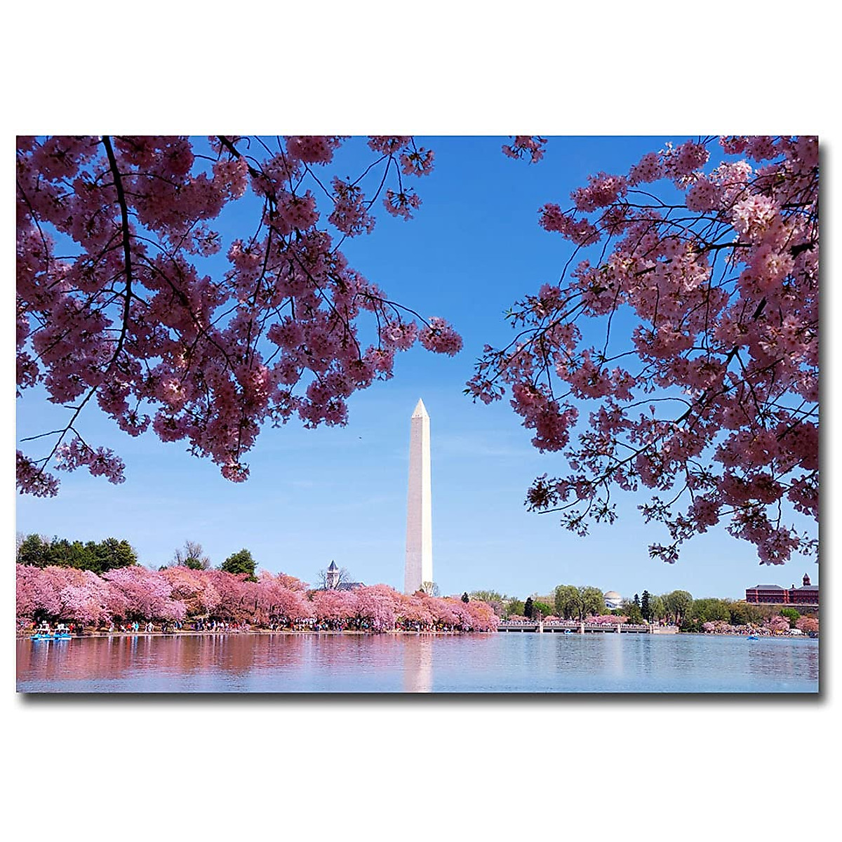 Washington D.C. Cherry Blossom Refrigerator Magnet Size 2.5" x 3.5"