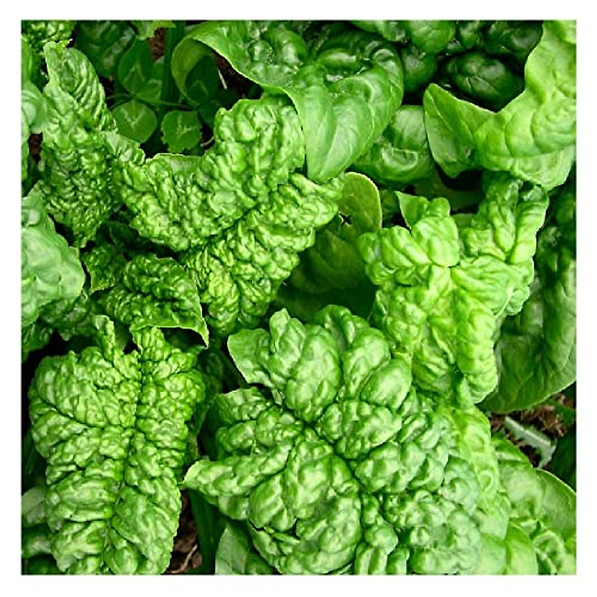 50 Bloomsdale Long Standing Spinach Seeds | Non-GMO | Heirloom | Instant Latch Garden Seeds