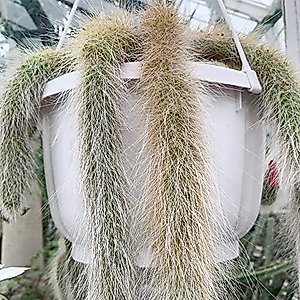 YEGAOL Garden 20Pcs Hildewintera Colademononis Seeds Soft Monkey Tail Cactus Seeds Ornamental Drought Tolerant Non-GMO Outdoor Indoor Potted Bonsai Decor Plant