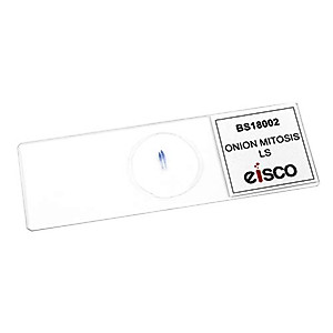 10pk Onion Mitosis, Prepared Microscope Slides - 75 x 25mm - Classroom Pack, 10 Slides in Storage Case - Plant Mitosis, Introductory Microscopy - Eisco Labs