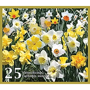 Mixed Daffodils (25 Bulbs) - Assorted Colors Daffodil Narcissus Bulbs by Willard & May