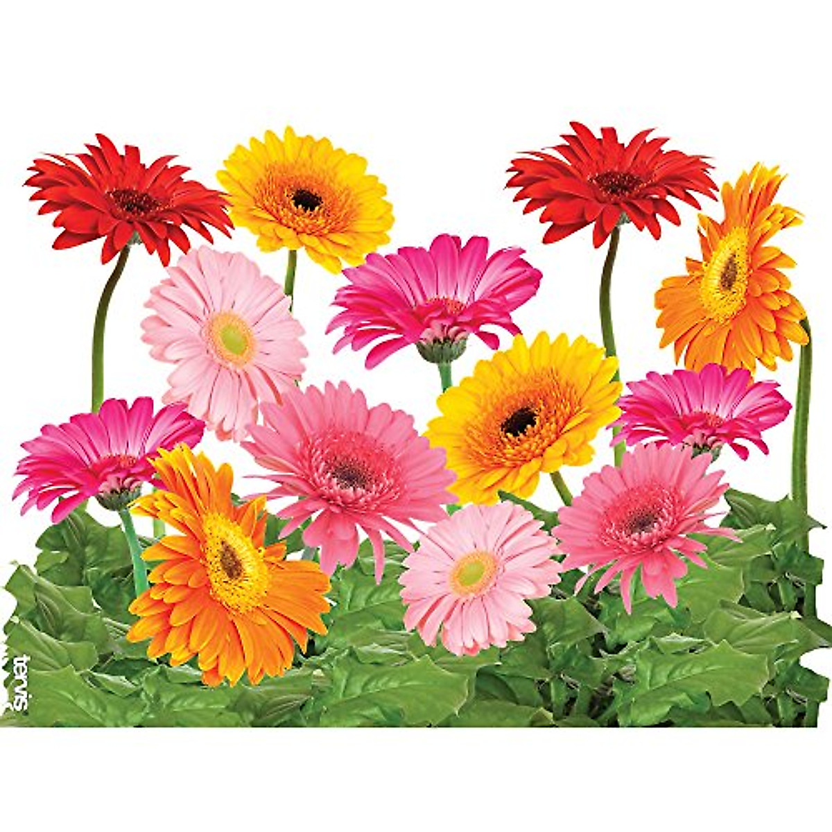 Tervis Gerbera Daisies Made in USA Double Walled Insulated Tumbler Travel Cup Keeps Drinks Cold & Hot, 24oz, Classic