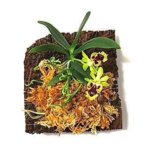BLOOMIFY Mounted Miniature Orchid - Haraella retrocalla - Wrapped with Long Fiber Sphagnum Moss - 3" Mount
