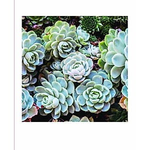 Succulent Garden Notecards: 20 Different Cards and Envelopes (Blank Nature Cards, Botanical Cards)