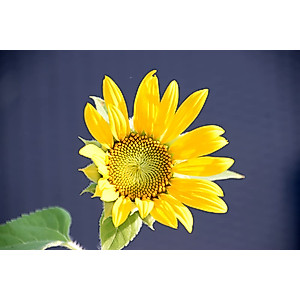 Dwarf Sunspot Sunflower Seeds for Planting, 25+ Flower Seeds Per Packet, (Isla's Garden Seeds), Non GMO & Heirloom Seeds, Botanical Name: Helianthus Annuus, Great Home Garden Gift