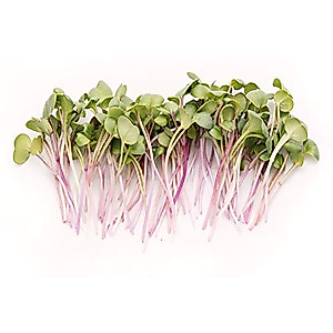 Rainbow Radish Sprouting Seeds Mix | Heirloom Non-GMO Seeds for Sprouting & Microgreens | Contains Red Arrow, Purple Triton & White Daikon Radish Seeds 1 lb Resealable Bag | Rainbow Heirloom Seed Co.