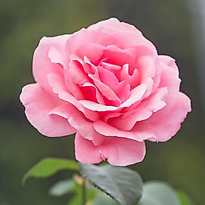 CHUXAY GARDEN Pink Rose Seed 5 Seeds Lovely Pink Flowering Plant Fragrant Cut Flowers Ornamental Houseplant Courtyard Flower