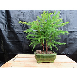Norfolk Island Pine Bonsai Tree (Medium)