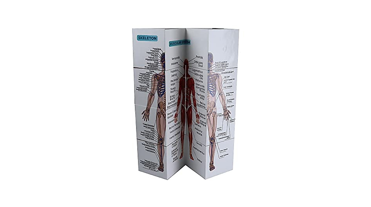 Human Anatomy Study Cube for Medical Students - kaitnax