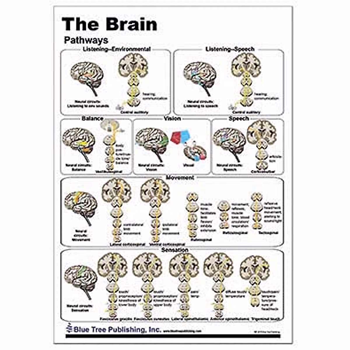 Brain Anatomical Chart