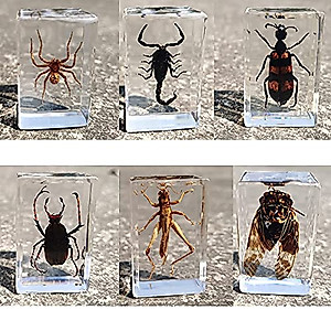 Bbiamsleep 6 Pcs Real Bugs Insect Specimen Set, Insect Resin Specimen Animal Resin Set, Constructive Educational Collection Science Tools