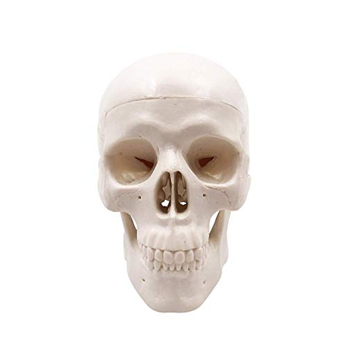BornTo Edu Mini Skull Model - Small Size Human Medical Anatomical Adult Head Bone for Education