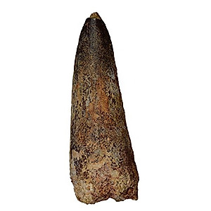 Dinosaur Tooth Genuine Large Spinosaurus Natural Fossil 2" (Qty=1)