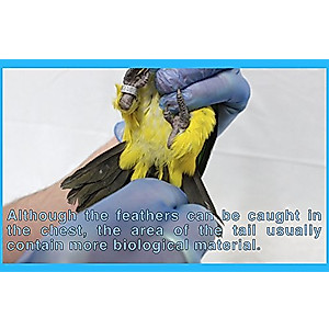 Bird Sexing DNA Slim Sample Card. Gender Reveal Test for Parrots, Macaws, Lovebirds, Cockatoos, Grey African, Silkies‎, Cockatiels (+300 Psittacines) Avian Sexing DNA Testing