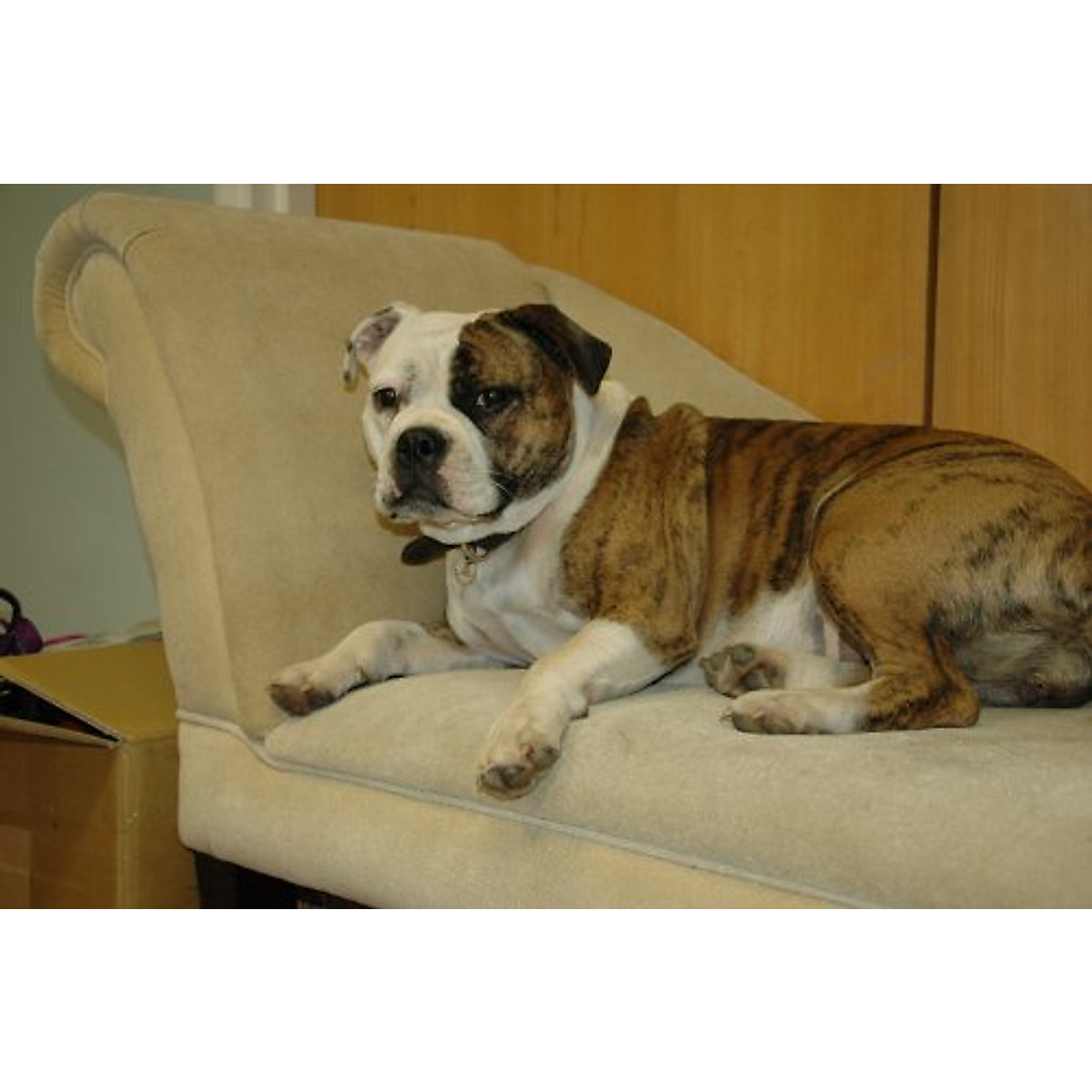 PET CORRECTOR Dog Trainer, 50ml. 8 Pack- Stops Barking, Jumping Up, Place Avoidance, Food Stealing, Dog Fights & Attacks. Help stop unwanted dog behaviour. Easy to use, safe, humane and effective.