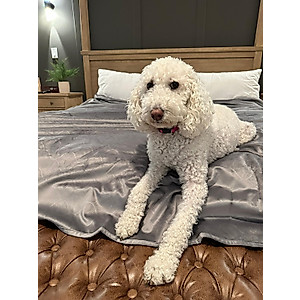 LPMOERA Reversible Couch Cover Waterproof Blanket for Dogs & Cats - Cozy Plush Washable Furniture Protector Protects Slipcover for Furniture Bed Sofa Plush - Grey 82 * 102 Inch