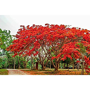 25 Seeds Delonix regia - Royal Poinciana Flamboyant Flame Tree