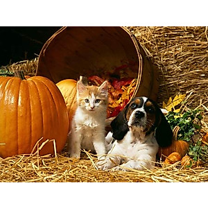 I Love My Pets pet Digestive aid - PET Digestive AID - Dogs and Cats - Best PROBIOTICS - Vegetable stearic Acid - 60 Treats (1 Bottle)