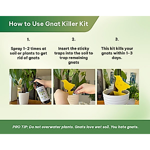 Kate's Home & Garden Plant Spray for Insects & Getting Rid of Gnats with 12 Gnat Sticky Traps. Fungus Gnat Killer & Gnat Control for Indoor Plants (16oz, Pet Safe, Non Toxic)