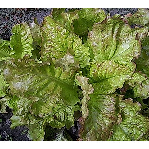 "Prizehead" Lettuce Seeds for Planting, 1000+ Heirloom Seeds Per Packet, (Isla's Garden Seeds), Non GMO Seeds, Botanical Name: Lactuca Sativa, 85% Germination Rates, Great Home Garden Gift