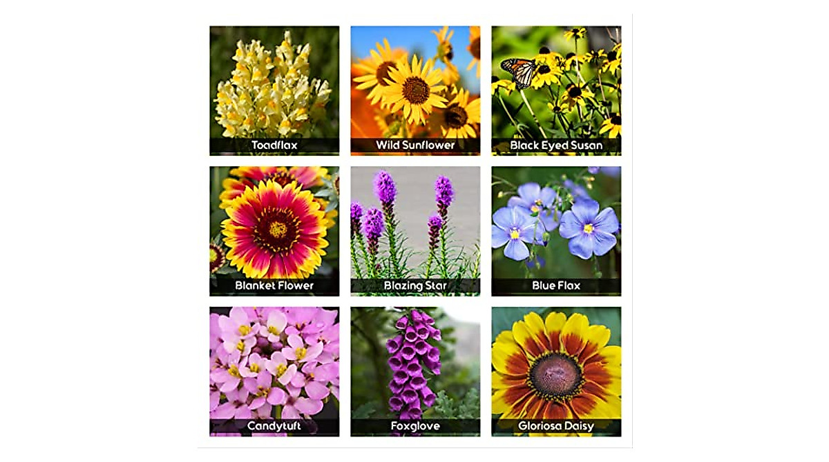 Wildflower Seeds Bulk Pack - 35 Varieties for Pollinator Gardens