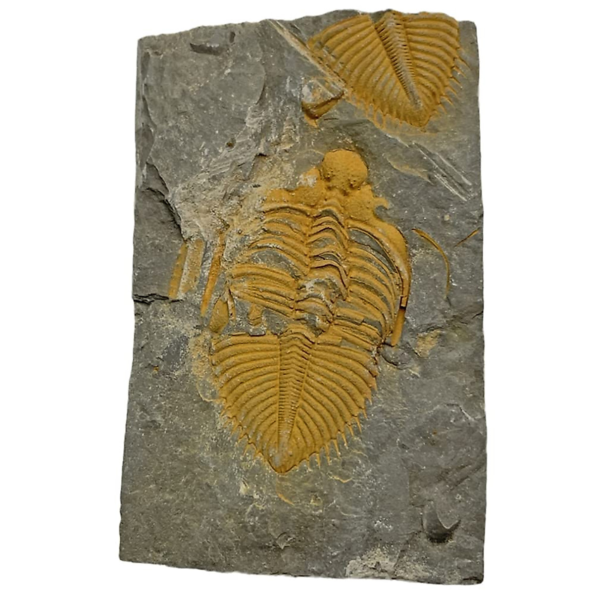 JIANEEXSQ Real Trilobite Fossil from Hunan of China 450 Million Years Ago for Collections and Education