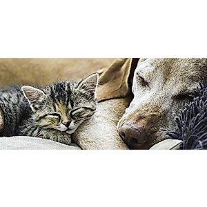 I LOVE MY PETS LLC cat Joint Supplements - PET Hip and Joint Support - Dogs and Cats - Healthy Formula - cat glucosamine chondroitin - 120 Treats (1 Bottle)