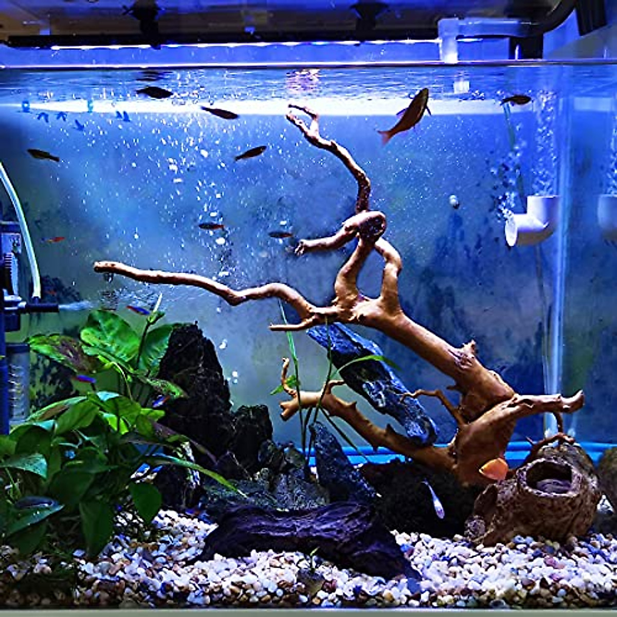 Hamiledyi 6 Pack Aquarium Driftwood Natural Spider Wood Branches Reptiles Aquarium Fish Tank Decoration Assorted(6 inch-8 inch)