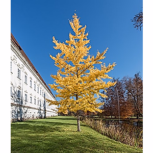 Jurassic Ginkgo | Tree Seed Grow Kit | The Jonsteen Company