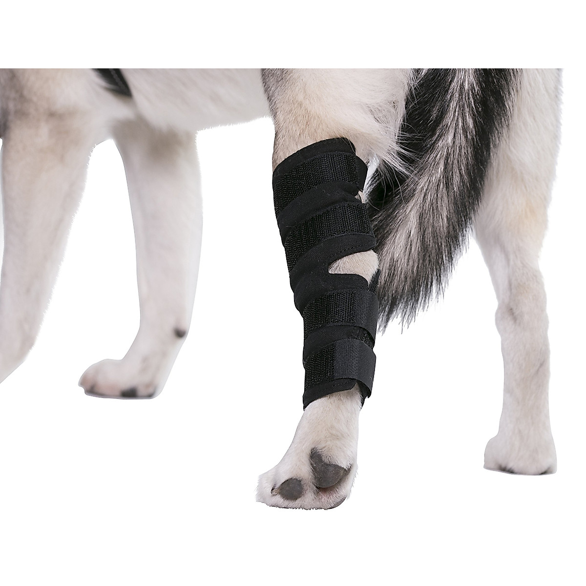 AGON® Dog Leg Braces for Back Leg wrap hock Compression Protects Wounds and Helps heal hind Legs Rear Ankle Joint, preventing Injuries, sprains Providing Stability for Dogs, Canines Arthritis (Small)