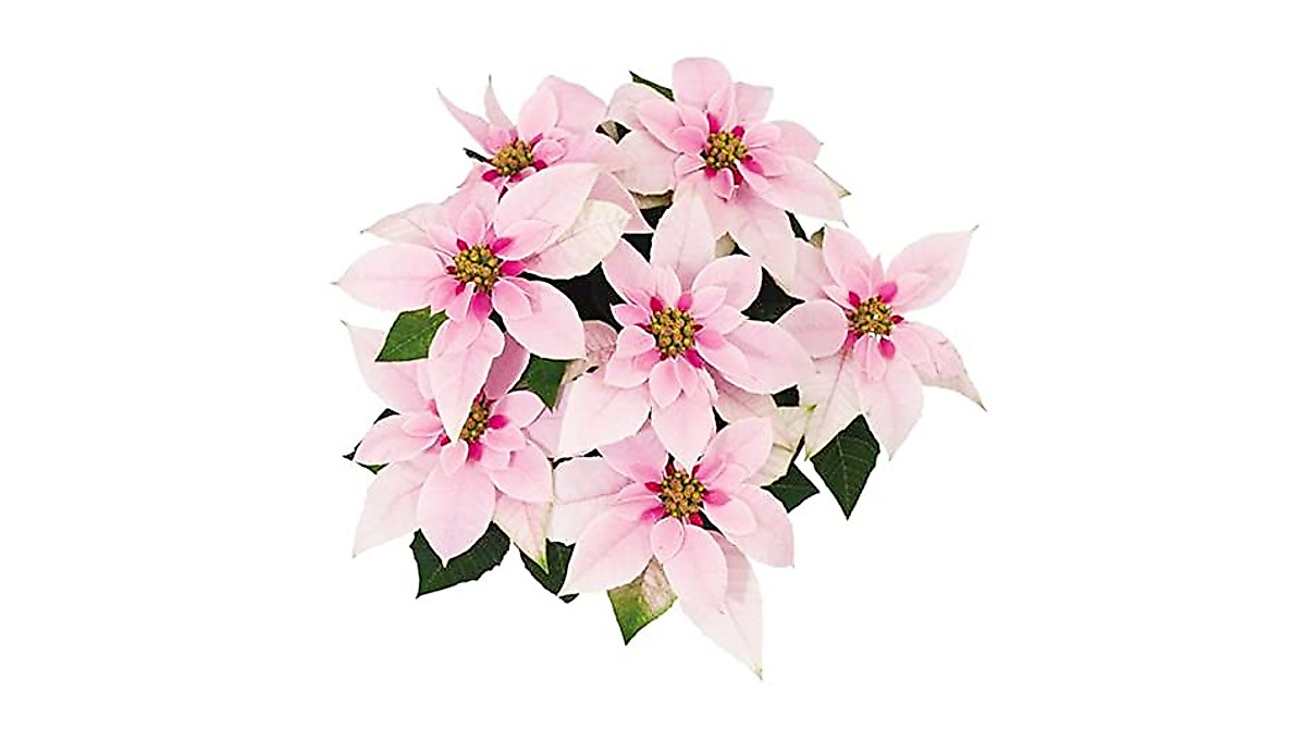 Grow Vibrant Poinsettia Seeds | Easy Mexican Flameleaf Planting