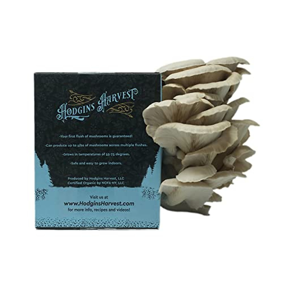 Hodgins Harvest Extra-Large Oyster Mushroom Grow Kit (7lbs) | USDA Certified Organic | Grow Your Own Delicious Gourmet Mushrooms at Home