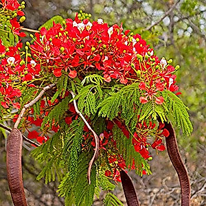 QAUZUY GARDEN 20 Seeds Delonix Regia B6 Royal Poinciana Flamboyant Flame Tree Gulmohar Showy Evergreen Tree Drought Tolerant Fast-Growing Low-Maintenance