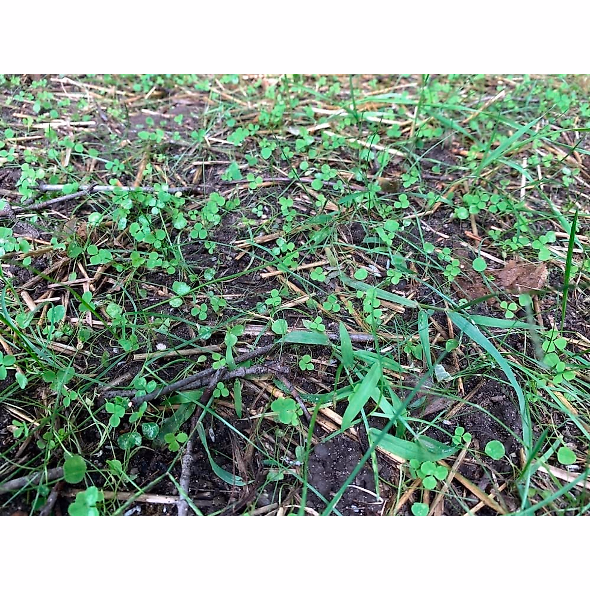 Flawn Seed Kits Micro Clover Seed, Organic Coated, Eco-Friendly, Low Growing, Low Maintenance, Lawn Alternative, Compostable Pouch, Over-Seed up to 500 sqft