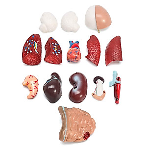 Professional Medical Anatomy of Human Organ System Trunk Thoracic Cavity Structure Model of The Internal Organs