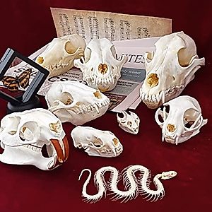 ZCZC Taxidermy Exquisite Collection of Real Animal Skull Bone Specimen, Skull Decoration for Home, Collectibles Study,, Cleaned and Bleached Fox, Mink, Coypu, Cat Skull (Turtle Skull)