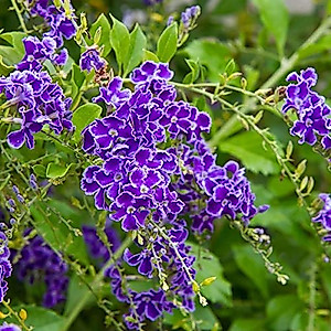 CHUXAY GARDEN Duranta Erecta,Golden Dewdrop, Pigeon Berry,Skyflower 125 Seeds Purple Sprawling Shrub Small Tree Ornamental Flowering Plant Low-Maintenance