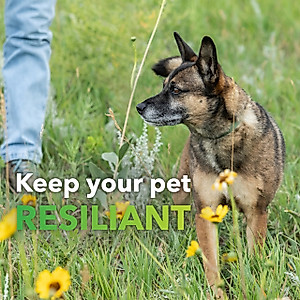 Dog Allergy Relief Supplement by InClover, BioResiliant Treat Powder Supplement for Dogs with Seasonal Allergies, Natural Dog Allergy Support with Turmeric, Mangosteen Helps Maintain Histamine Levels