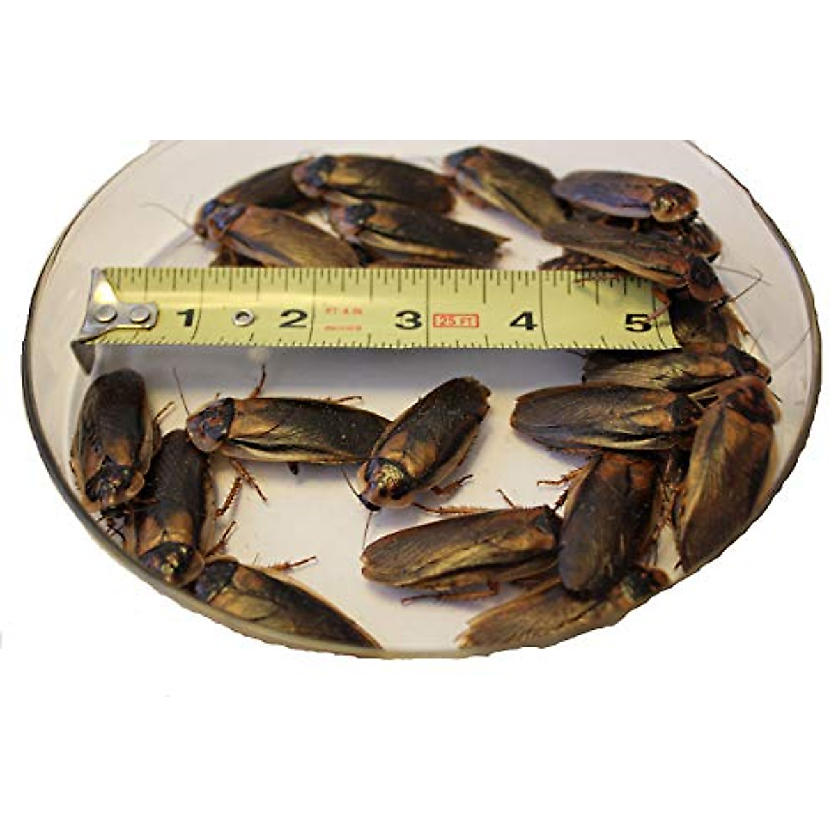 50 Young Adult Male Dubia Roaches for Breeding or as Feeders