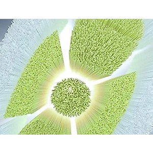 Toothbrush Heads by Philips Sonicare DiamondClean Compact Sonic Toothbrush Heads HX6074/26 x 4