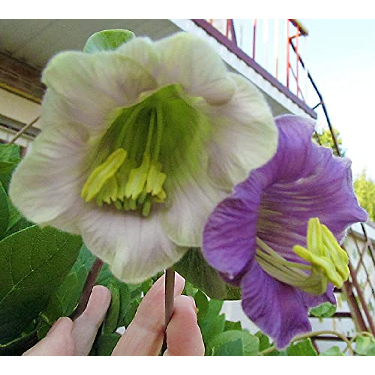 Seeds Cathedral Bellx Mix Cup and Saucer Vine (Cobea) Flowers Beautiful Hanging Annual Garden for Planting Non GMO