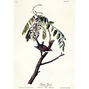 Chipping Sparrow. From"The Birds of America" (Amsterdam Edition)