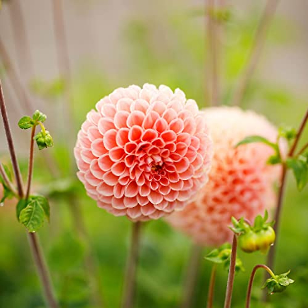 Dahlia Bulbs (Ball) - Linda's Baby - 8 Bulbs - Pink/Orange Flower Bulbs, Tuber Attracts Bees, Attracts Butterflies, Attracts Pollinators, Easy to Grow & Maintain, Fast Growing, Cut Flower Garden