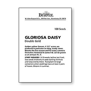 Burpee Double Gold Gloriosa Daisy Seeds 100 seeds