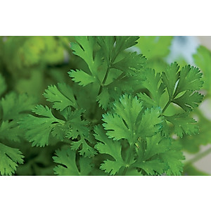 Burpee Windowsill Herb Collection Seeds 5 packets of seed.